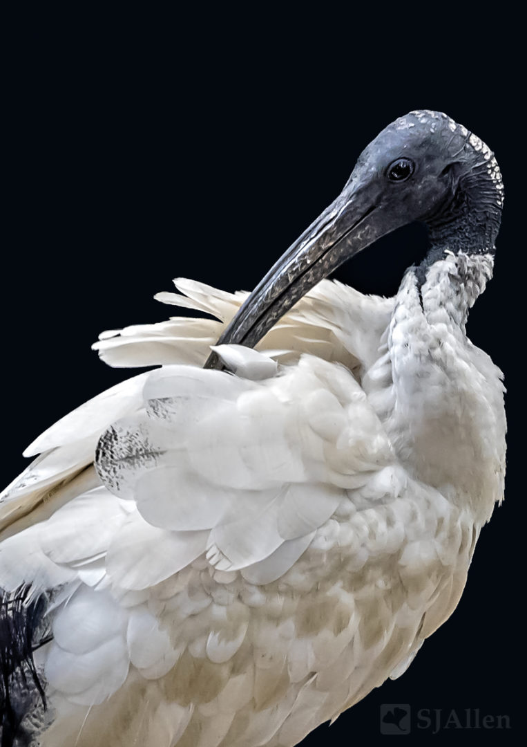 Majestic-Bin-Chicken – SJ Allen Photography